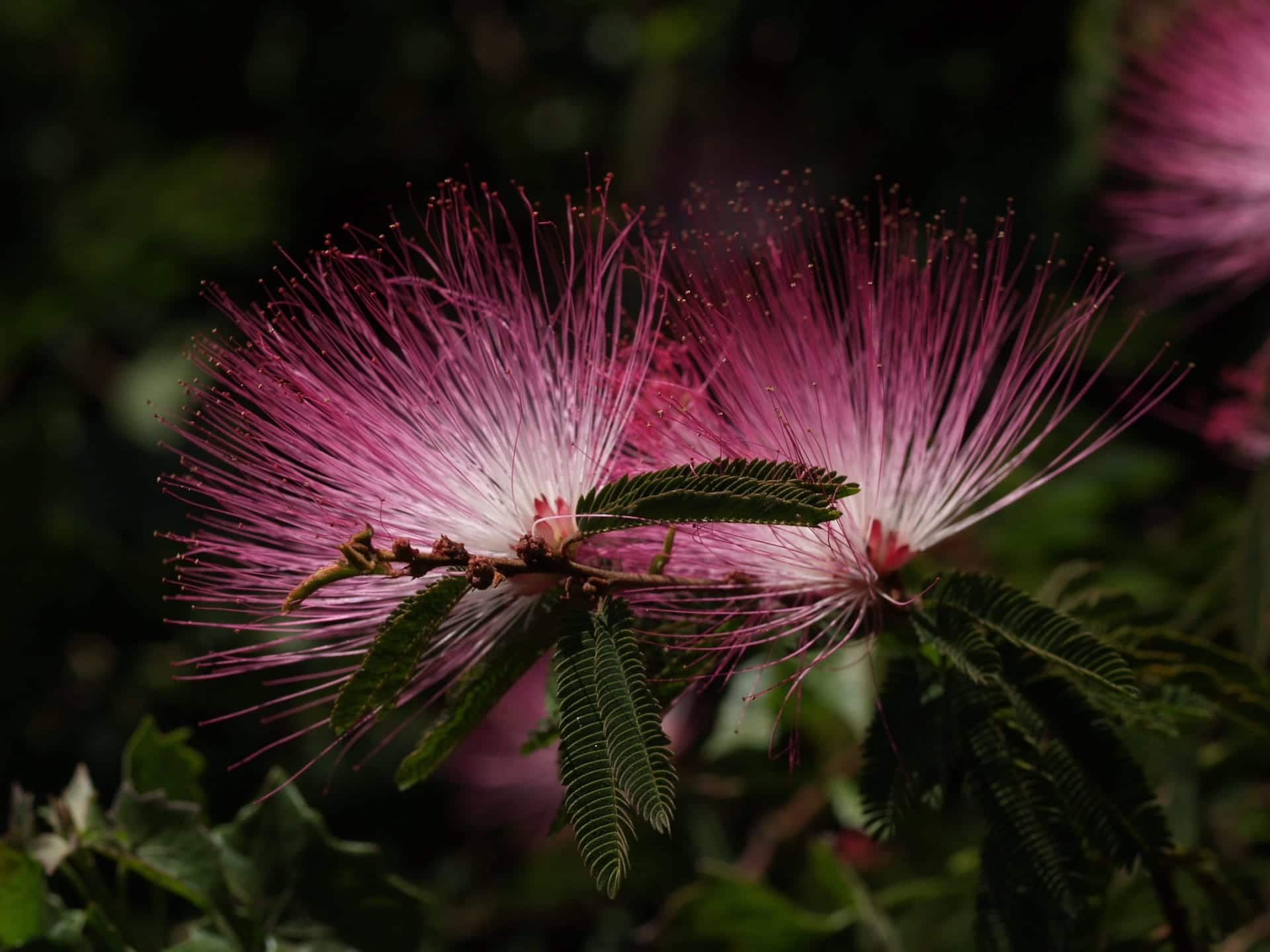 Maussawa Estate - Ecolanka est un lieu calme et magique