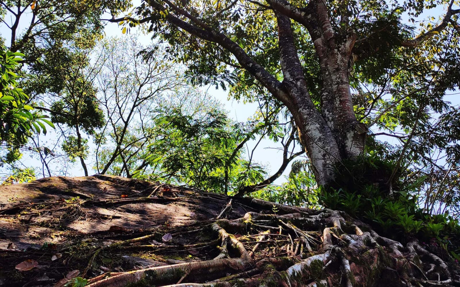 Maussawa Estate - Ecolanka est un lieu calme et magique