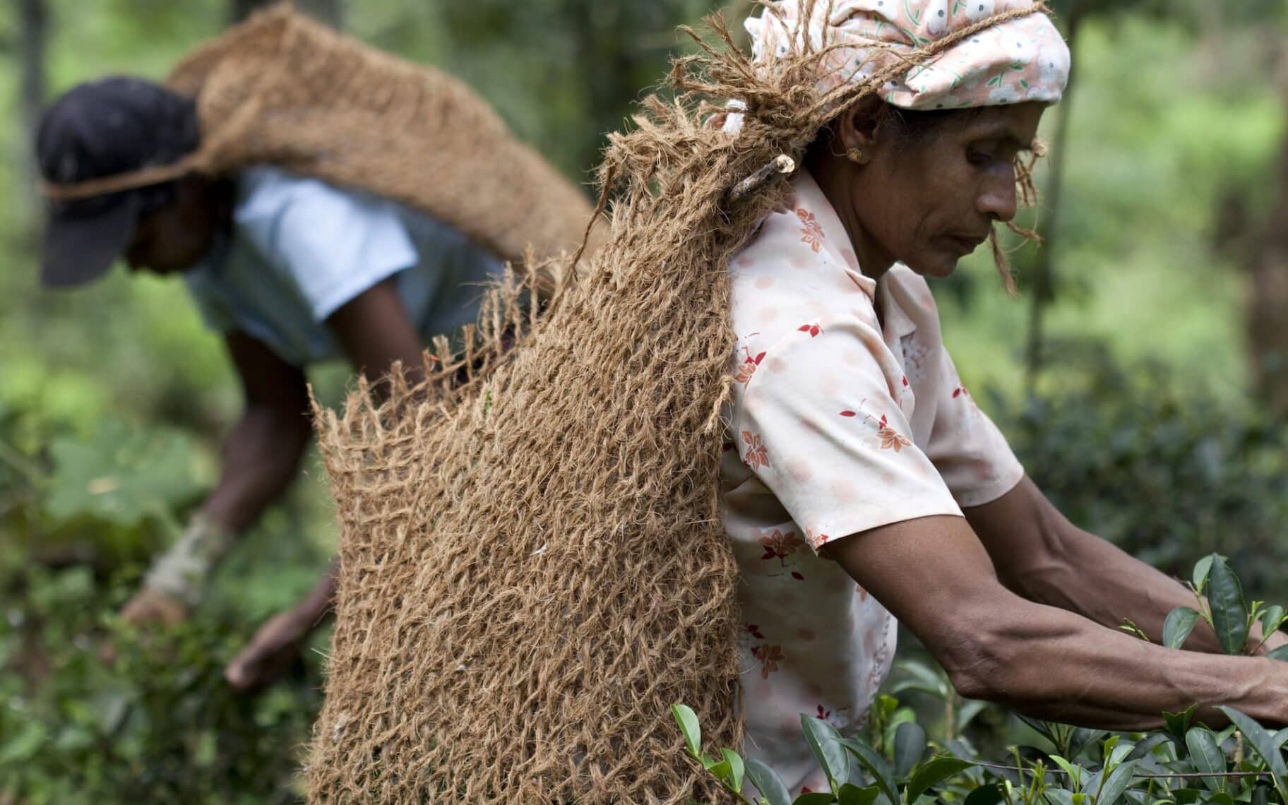 Ecolanka is an ecotourism site located in the heart of Sri Lanka