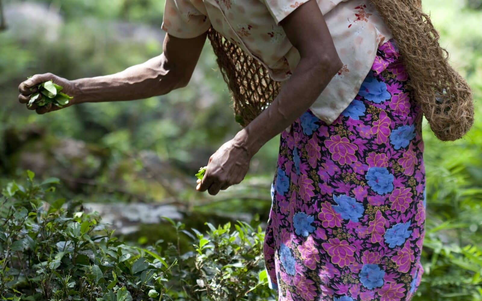 Ecolanka is an ecotourism site located in the heart of Sri Lanka
