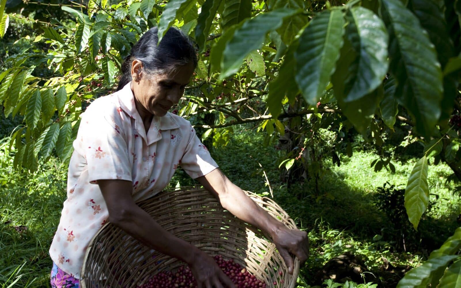 Ecolanka is an ecotourism site located in the heart of Sri Lanka