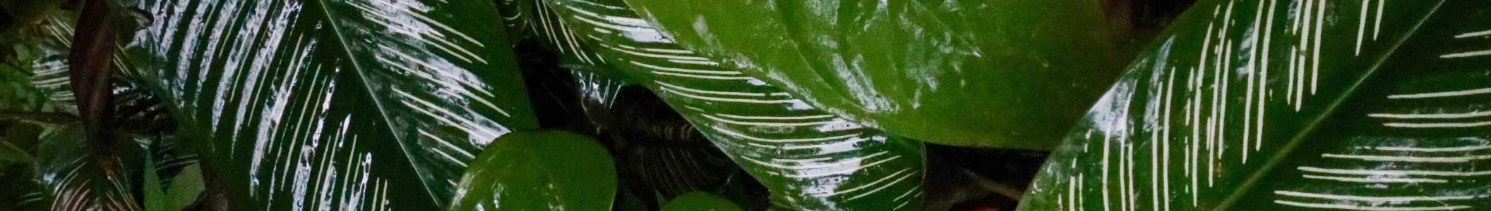 Ecolanka is an ecotourism site located in the heart of Sri Lanka